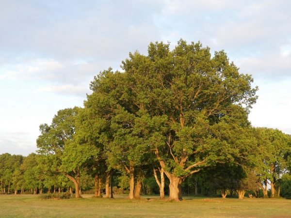 New Online Mapping Service Shows Locations Of Protected Trees In Leeds ...