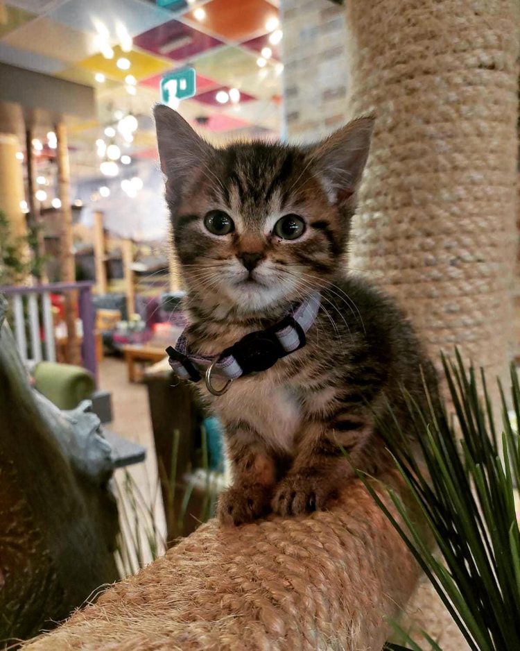 5 Amazing Animal Cafes In Yorkshire To Visit For Coffee And Cuddles ...