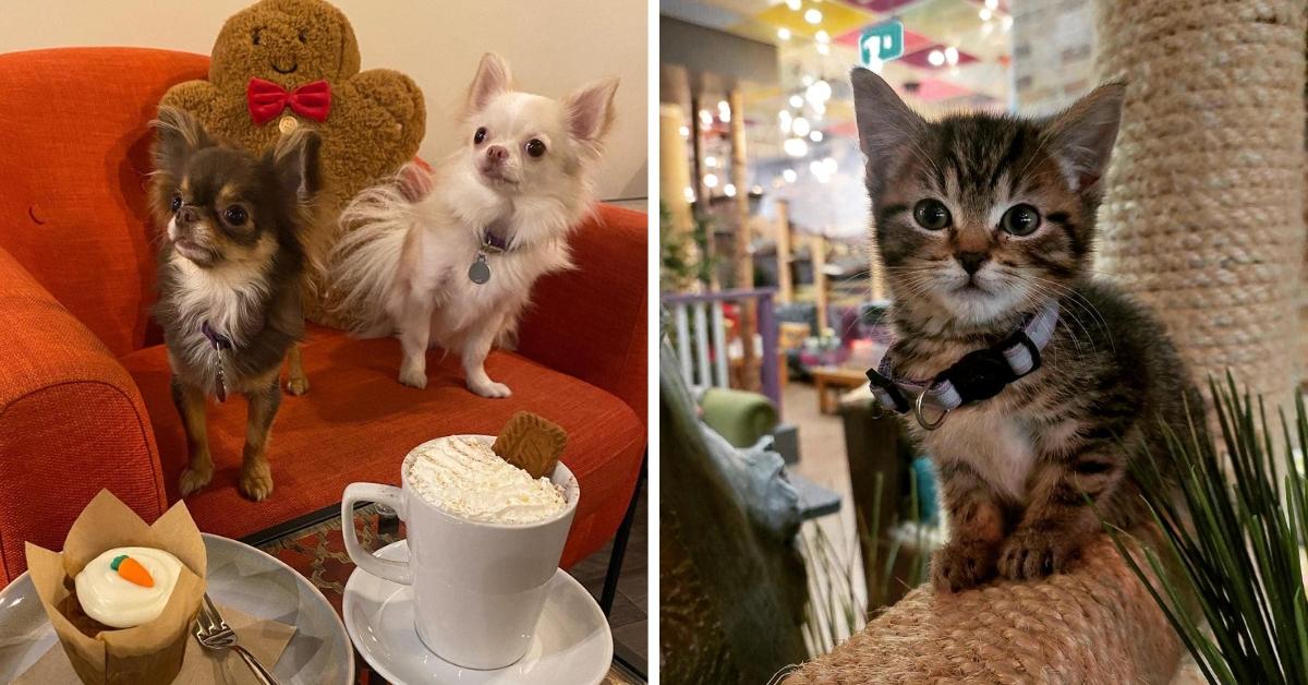 5 Amazing Animal Cafes In Yorkshire To Visit For Coffee And Cuddles ...