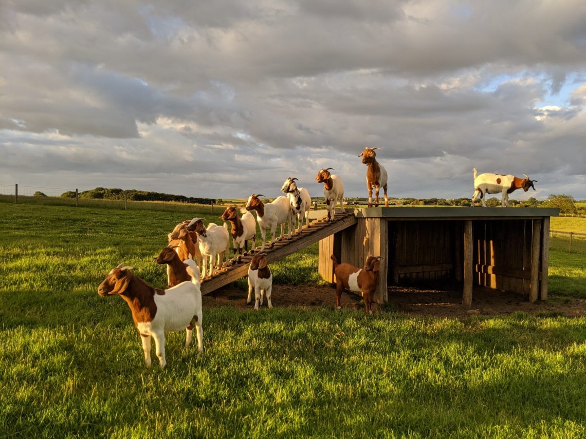 6 Fantastic Yorkshire Farms To Visit With Kids - The Yorkshire Press