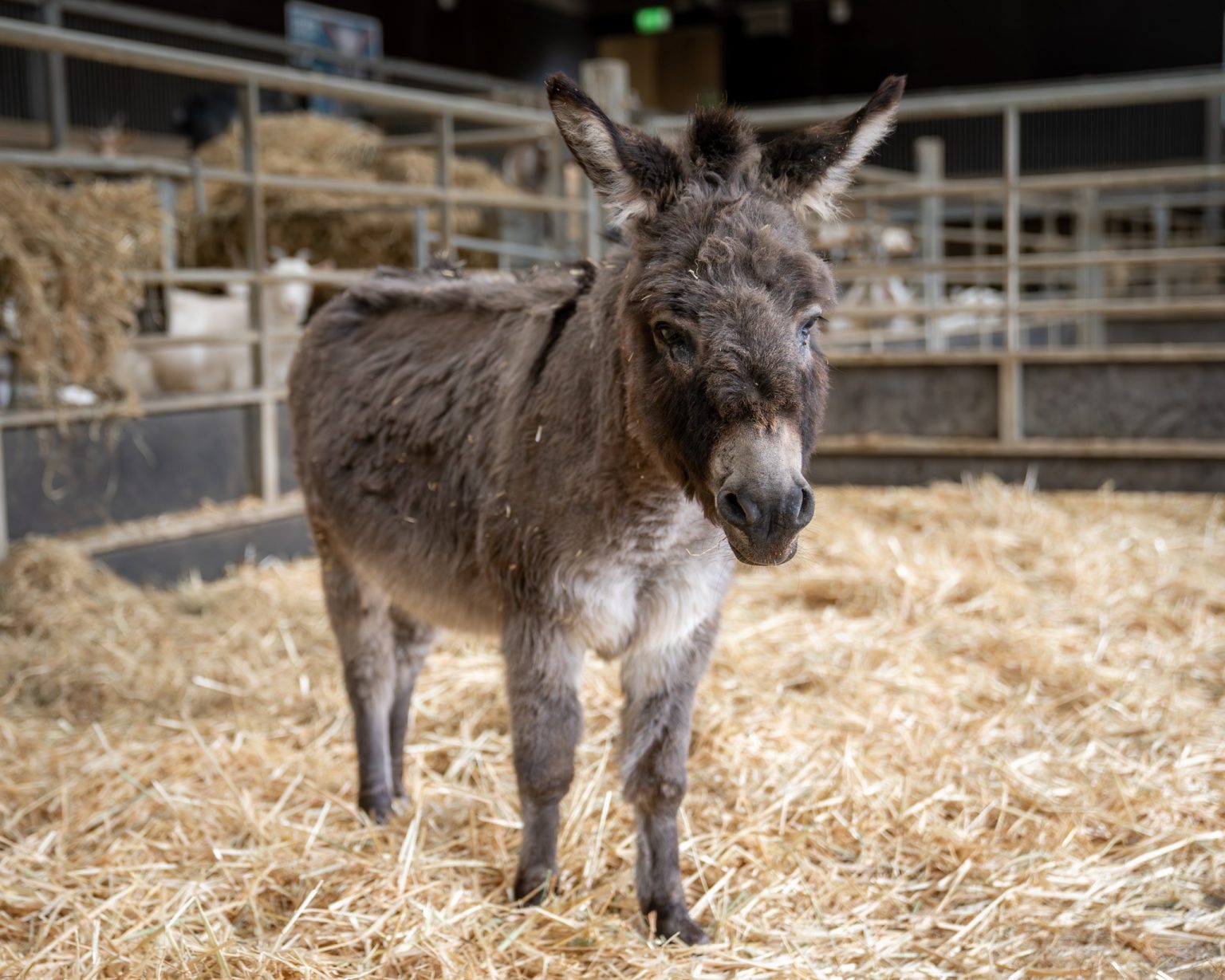 6 Fantastic Yorkshire Farms To Visit With Kids - The Yorkshire Press
