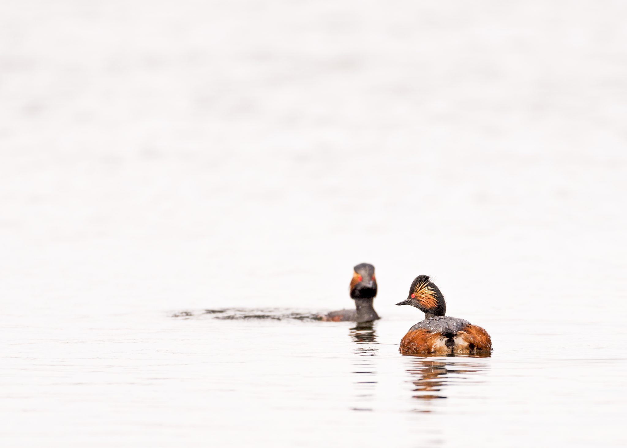 Rare Black-necked Grebes Thrive In Yorkshire: Record Breeding Year ...