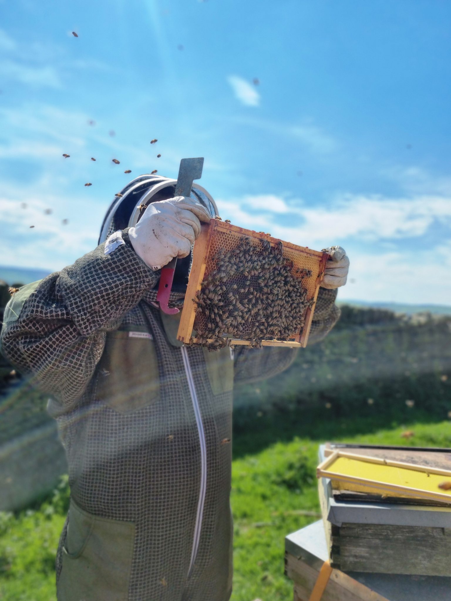 Q&A With Herd & Hive: Why Local Honey Matters, Supporting Yorkshire ...