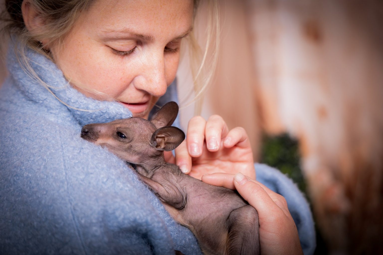 The Incredible Survival Story Of A Hand-Reared Wallaby At Monk Park Farm - The Yorkshire Press