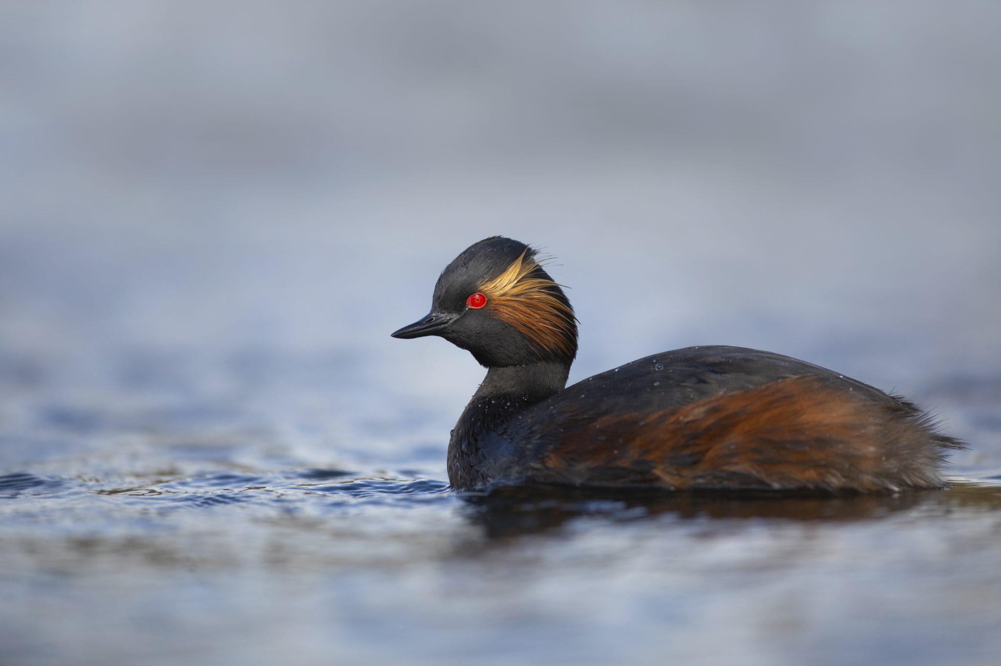Yorkshire Nature Tourism Set For Bumper Year As Rare Migrant Birds ...