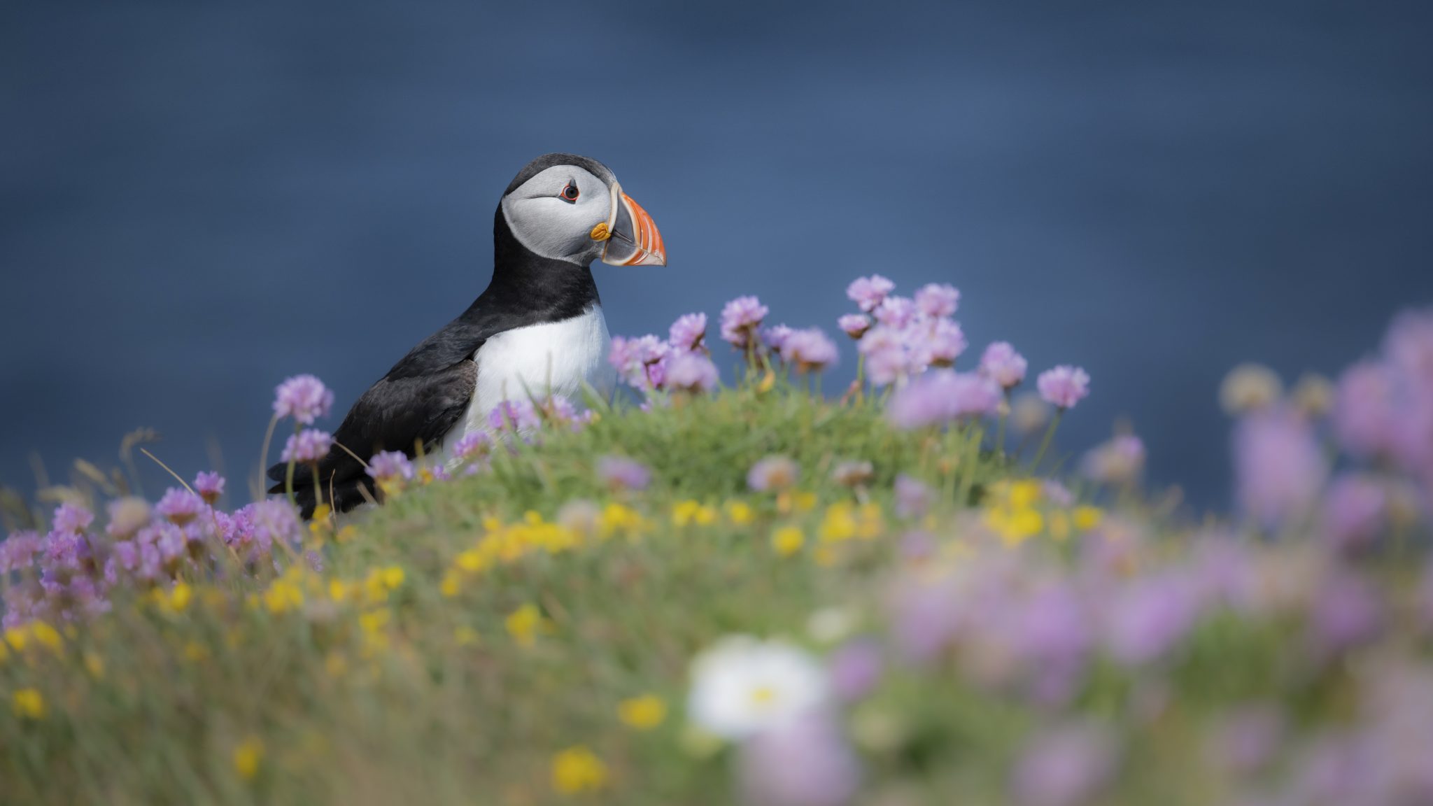 Yorkshire Nature Tourism Set For Bumper Year As Rare Migrant Birds ...
